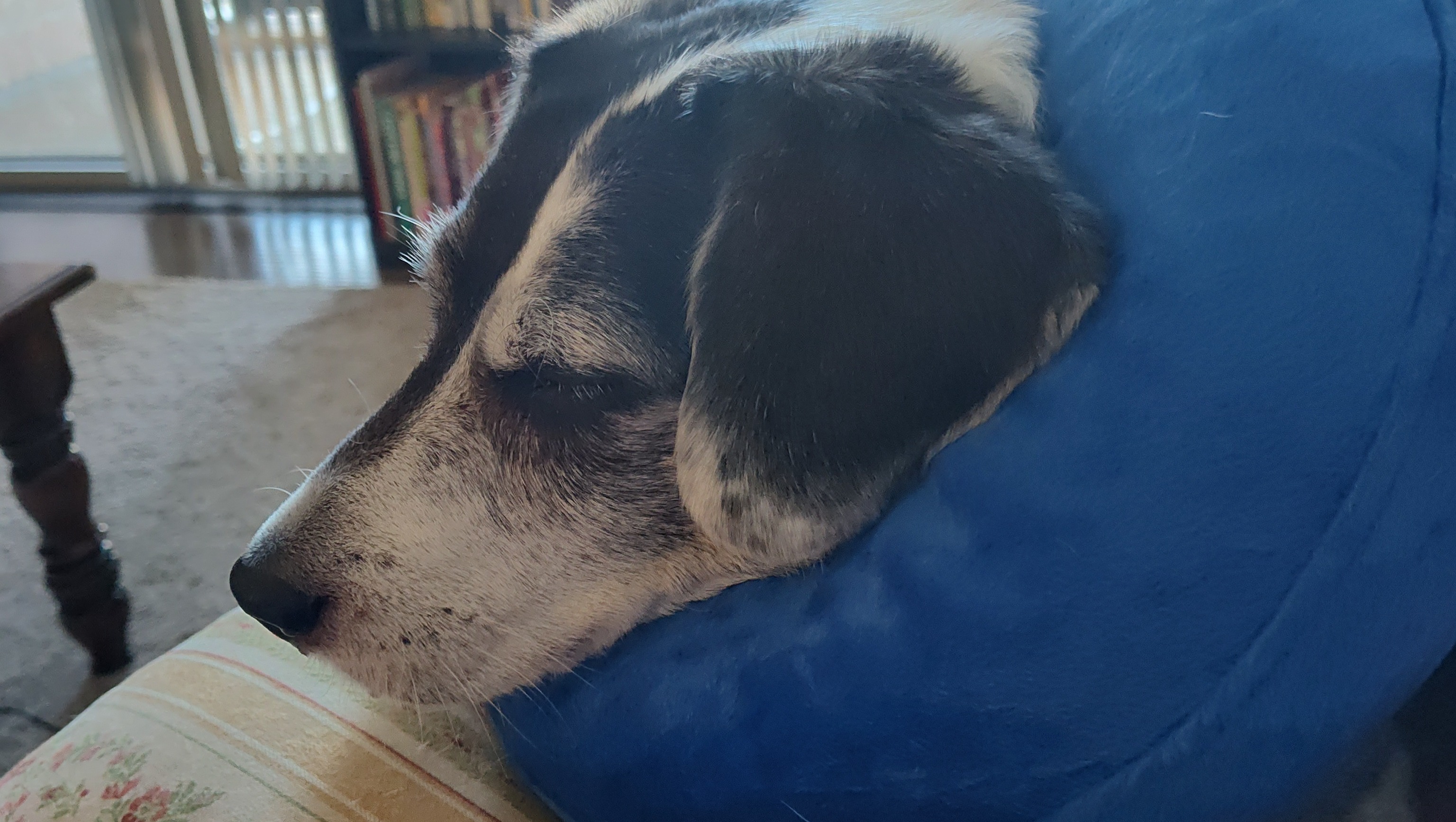 Fundraiser by Holly Johnson : Help Roanin Heal from a Severe Attack