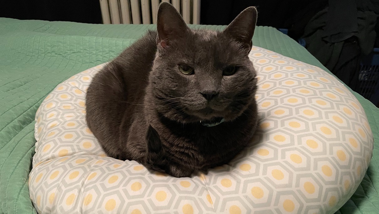 Fundraiser by Steven Haack : Save Sheddy Freddy: Fostering Feline Needs You