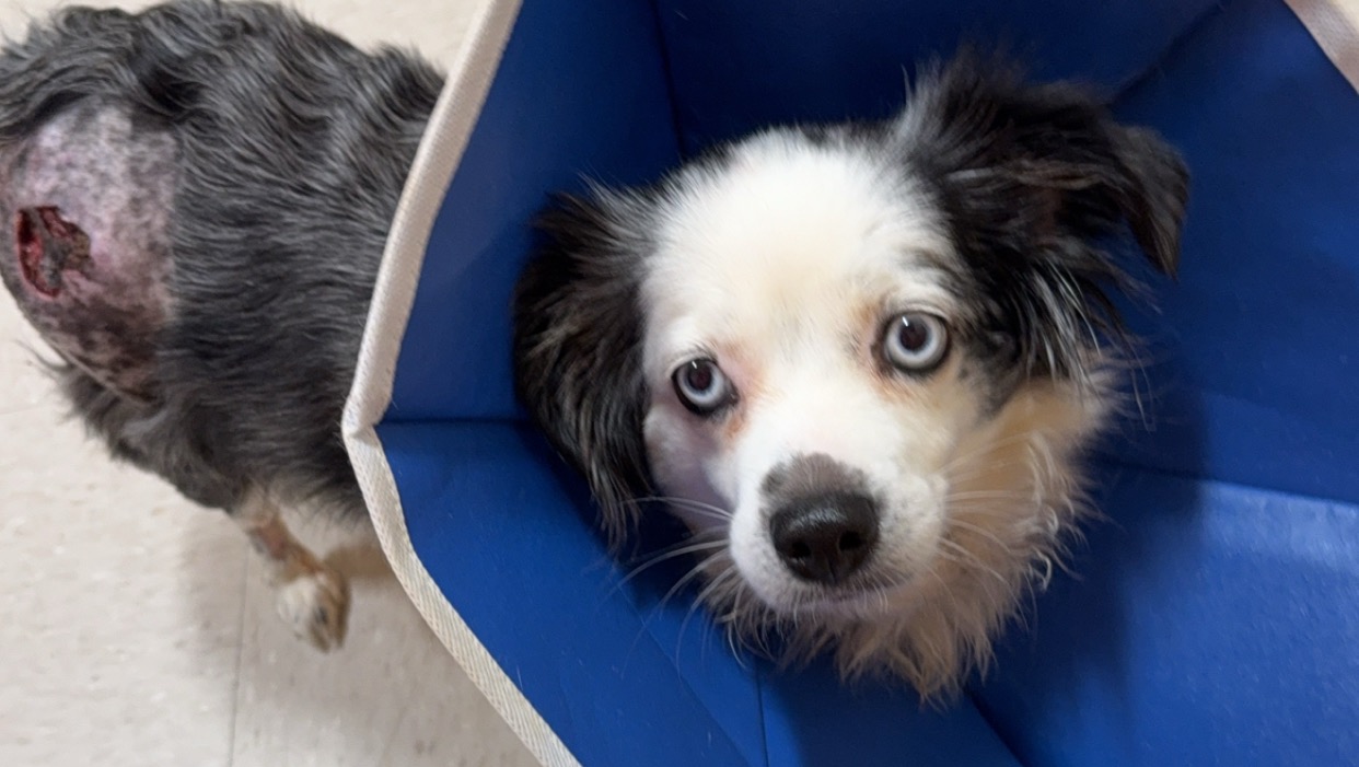 Fundraiser by Joanne Cram : Help Luna Bug Get Life-Saving Surgery