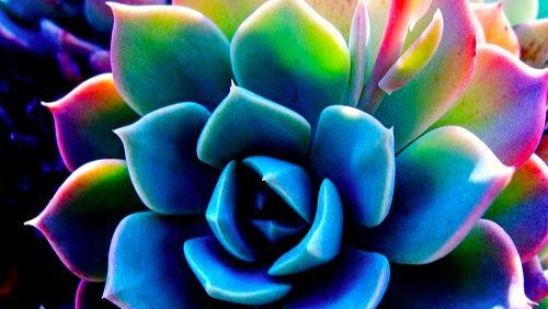 Fundraiser for Robert Reichenbach by Nichole Denver : Help Nichole with ...