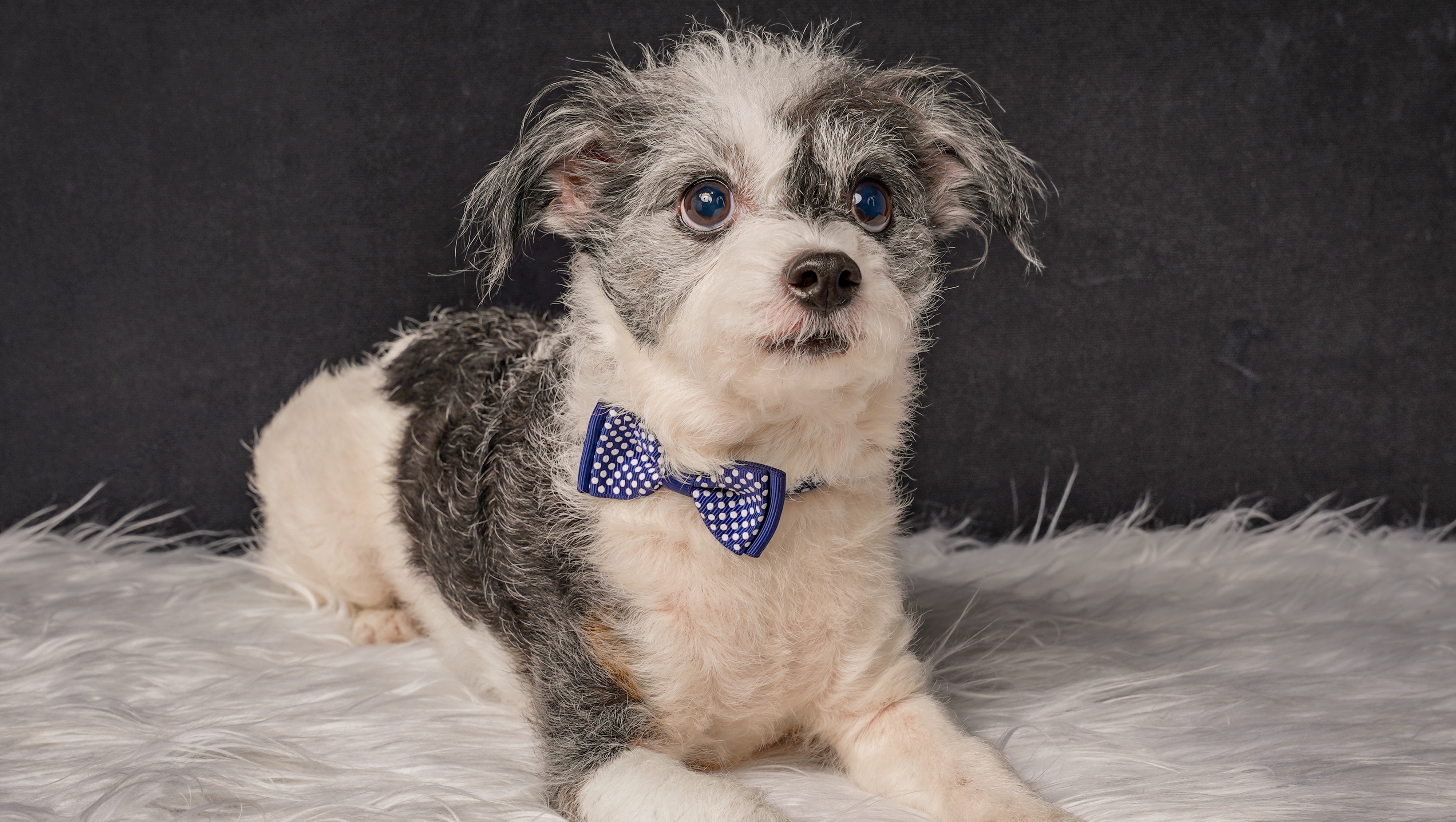 Fundraiser by Amelia Winn : Help Archie Recover from Life-Saving Surgery