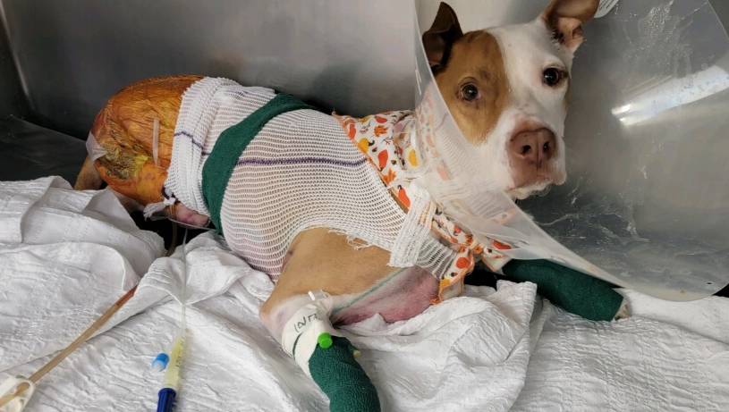 Fundraiser by Colin Plaisier : Support Waffles' Recovery Journey