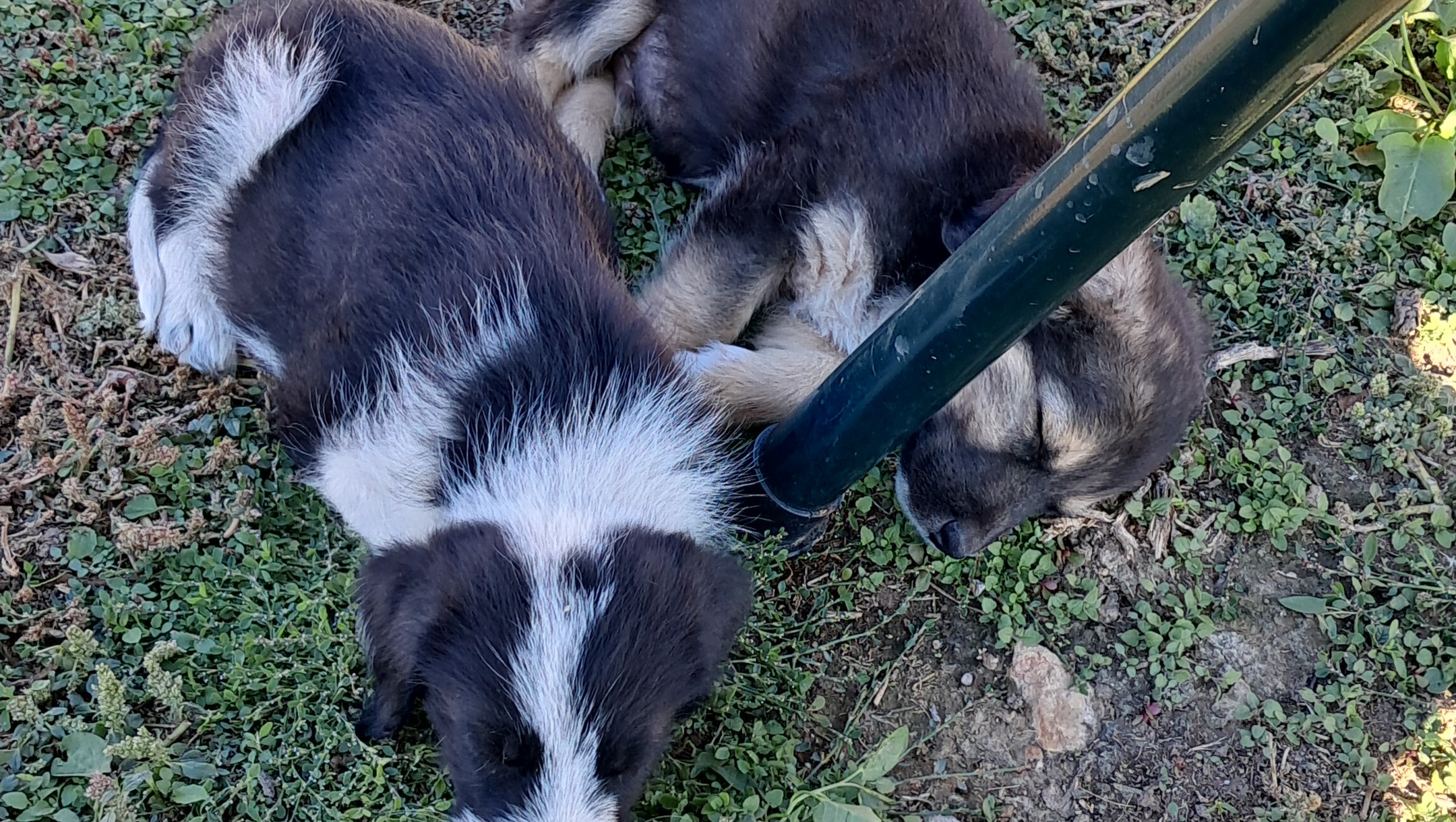 Fundraiser by Gill Sinclair : Build a rescue barn in Bulgaria