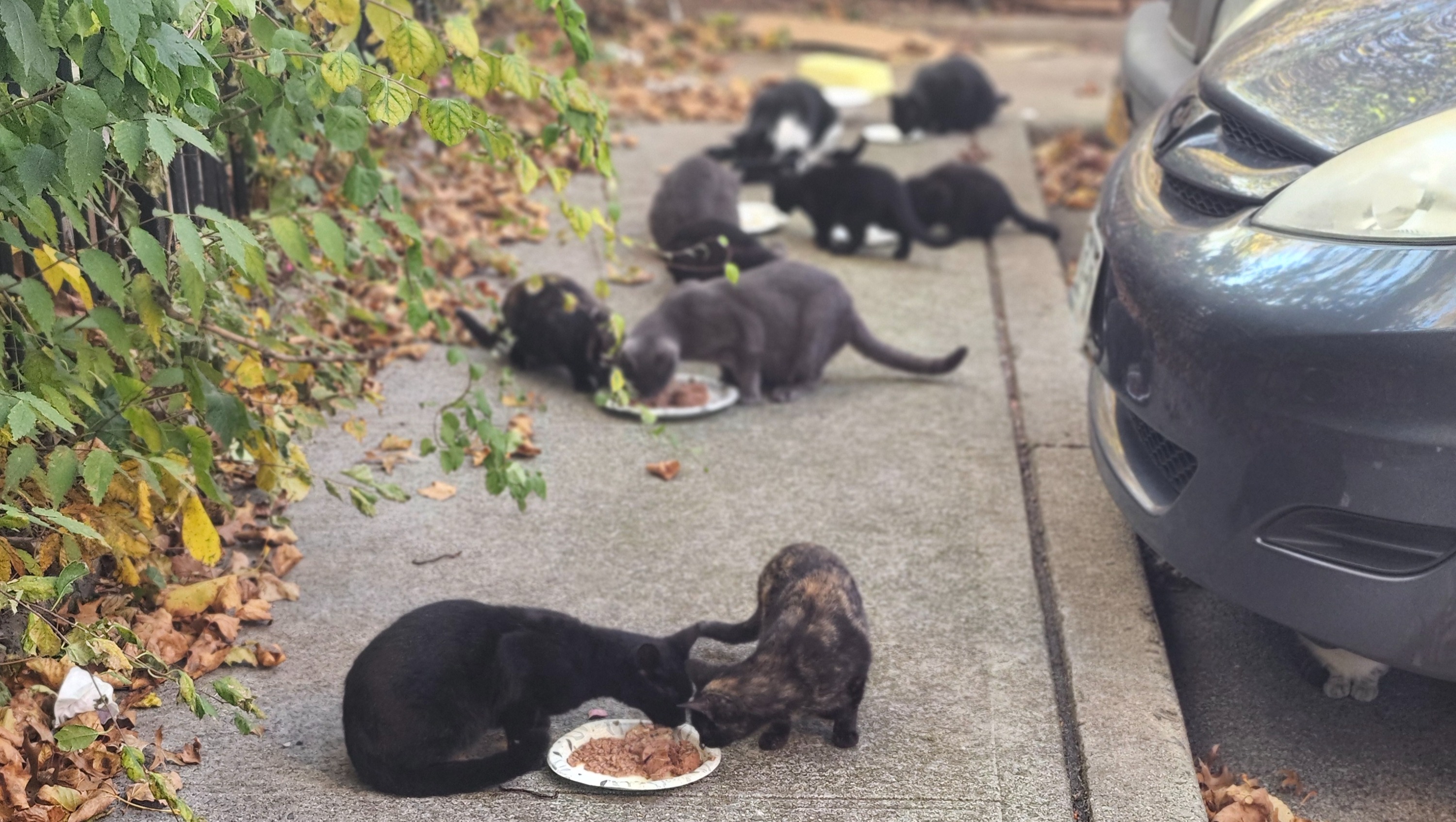 Fundraiser by SANDRA Quinones : Support The Katlady's Stray Cat Rescue ...