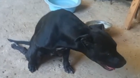 Fundraiser by Ellie Bevan Barton : Help Abby Walk Again