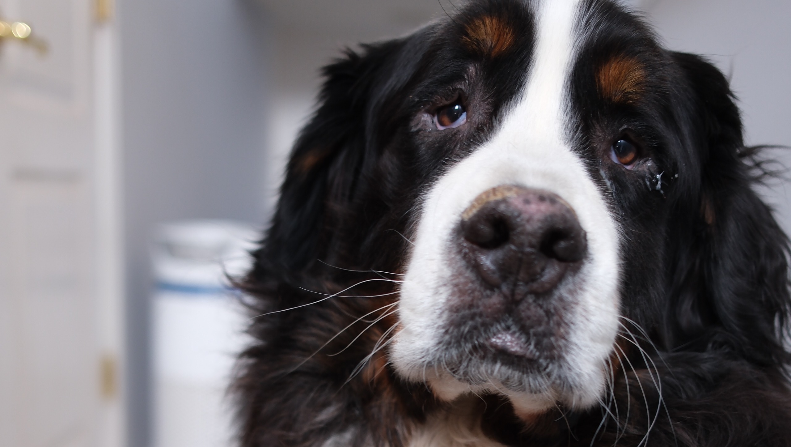 Fundraiser by Amber Morgisz-Becker : Help Amber & Millie Care for Rambo