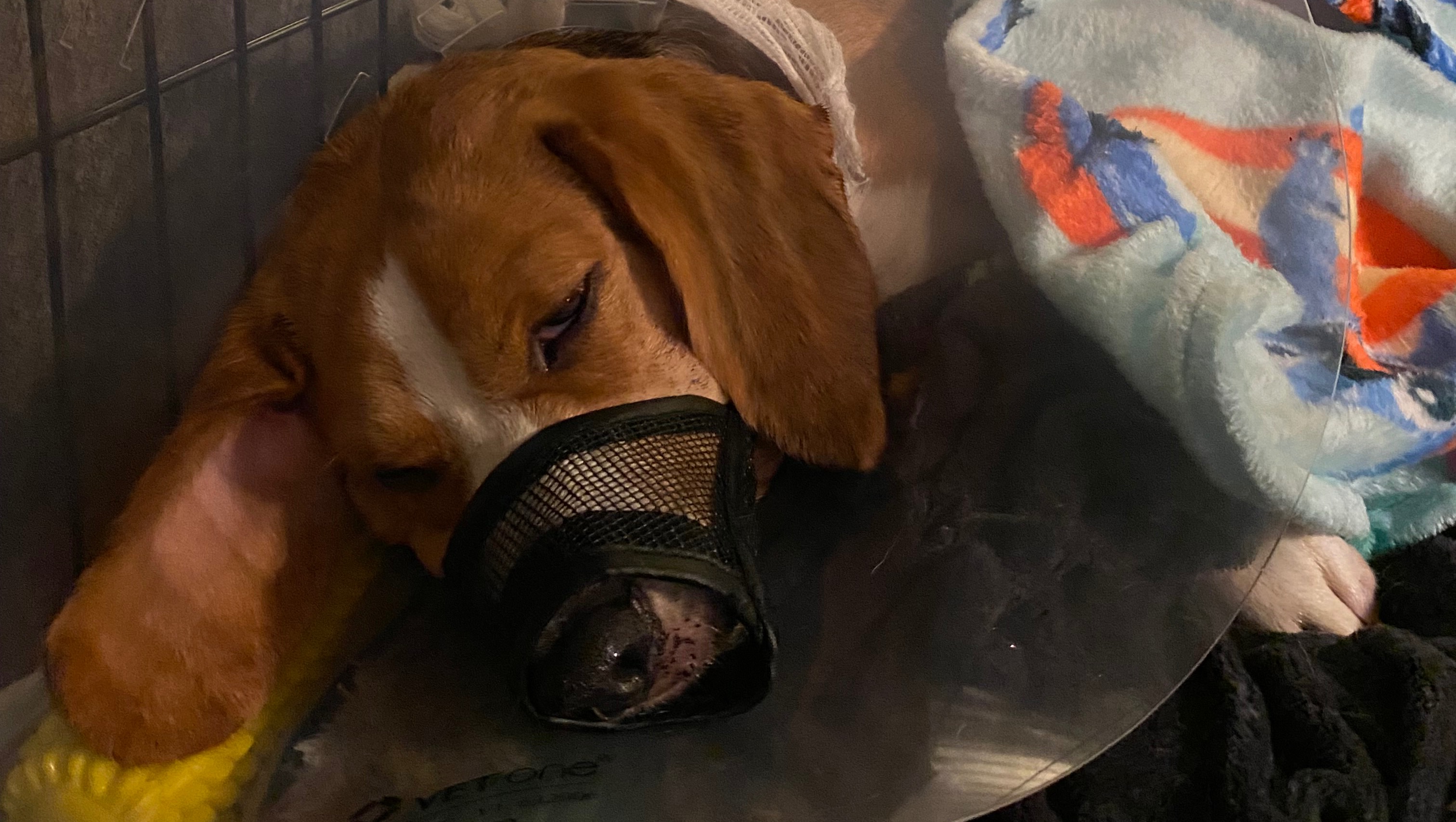 Fundraiser for Tiffany Noel by Kara Kline : Support Copper's Recovery ...