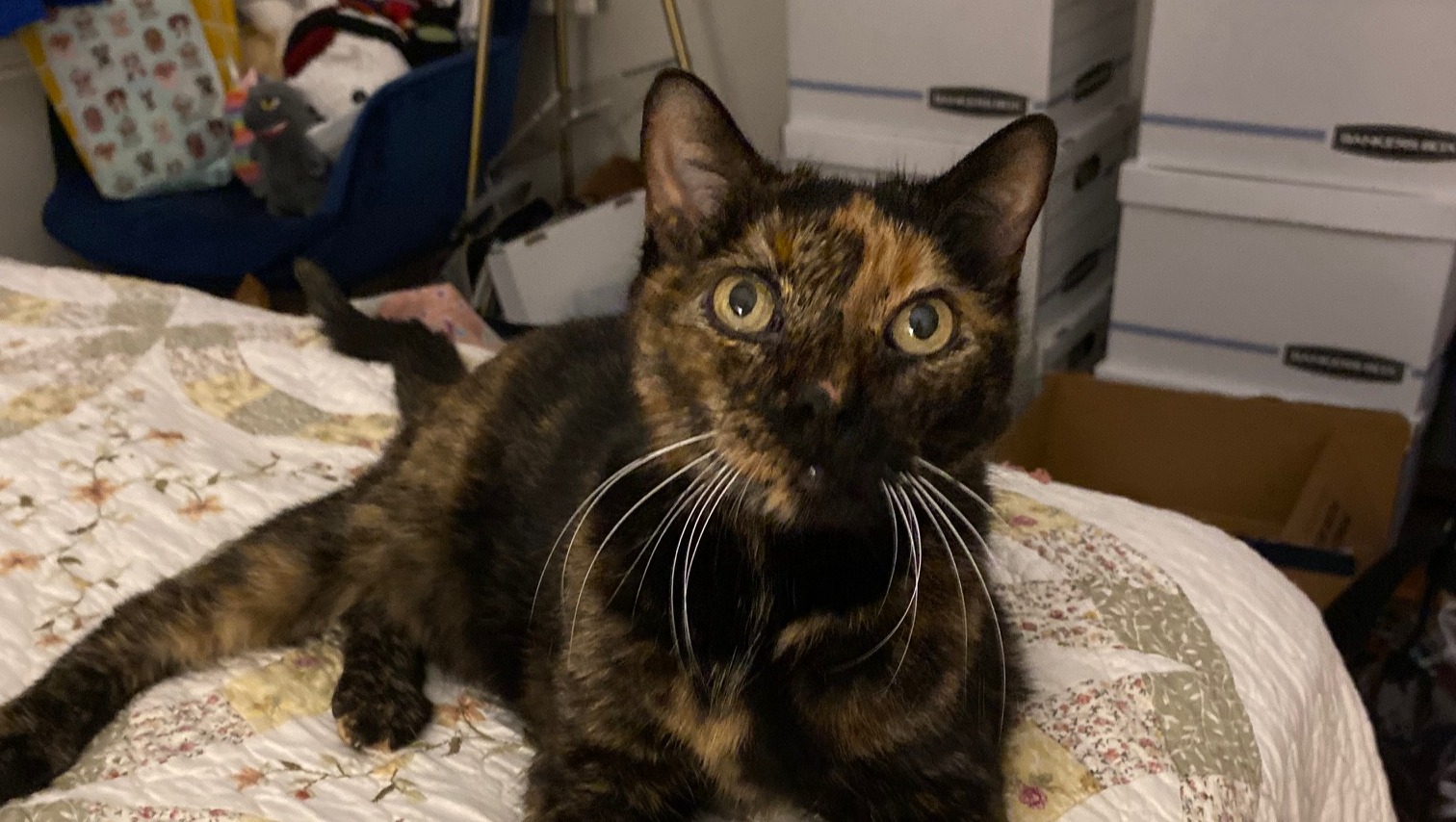 Fundraiser by Desiree Genthner : Donate to Save Margot Mickey Mew's Health