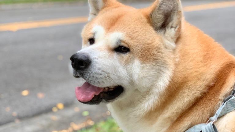 Fundraiser by Ricky Fleites : Help Braxton Get Life-Saving Eye Surgery