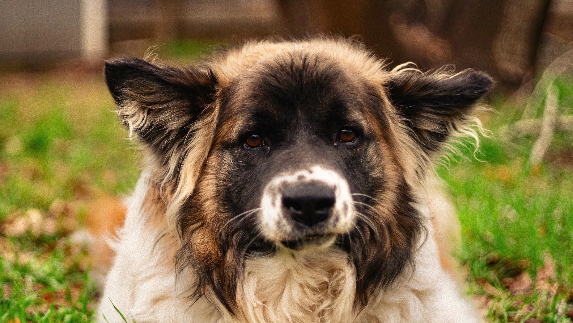 Fundraiser by Dylan White : Support Needed for Urgent Vet Treatment