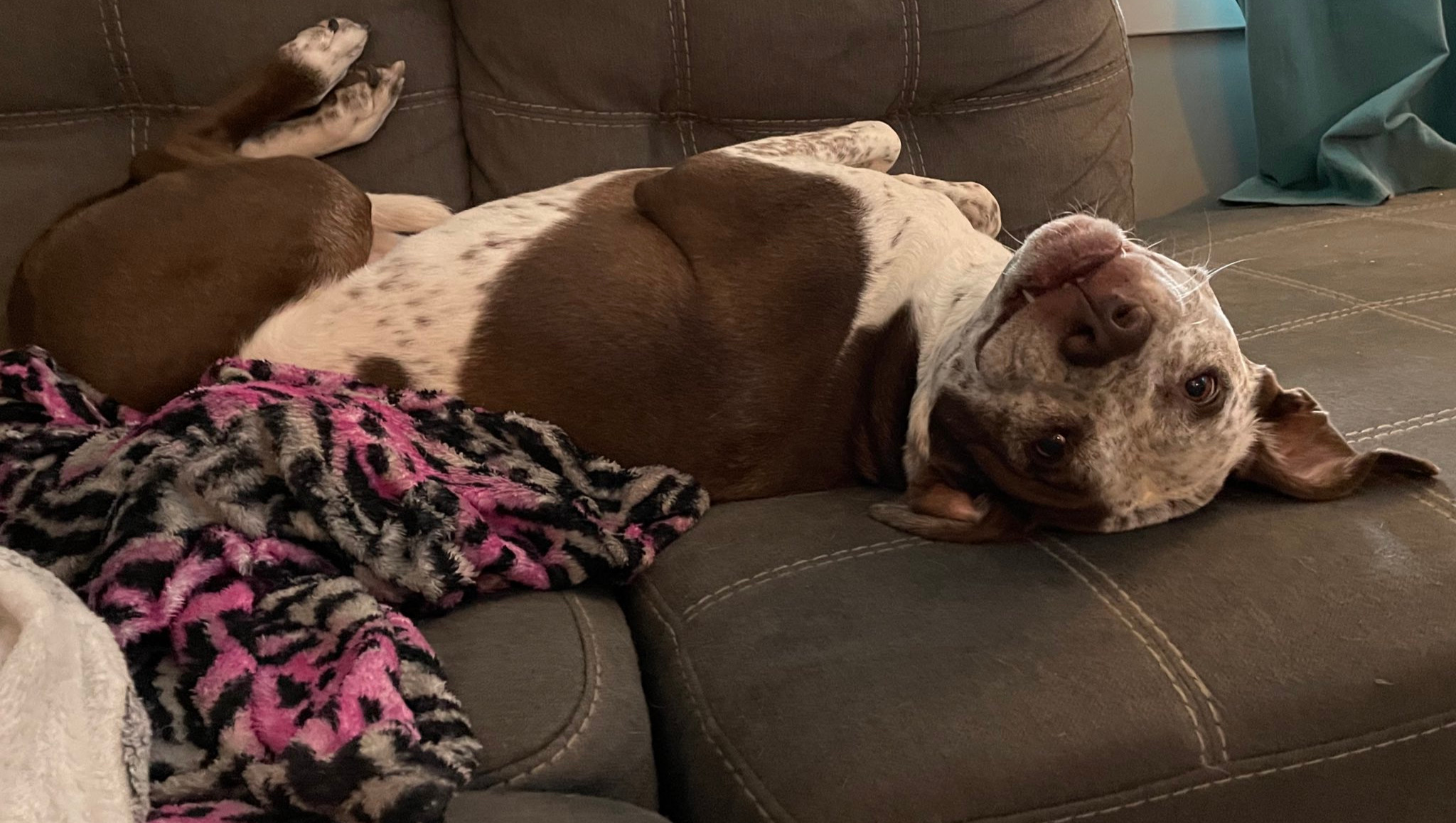 Fundraiser by Tim Rooney : Give Peanut a Pain-Free Life: Support her ...