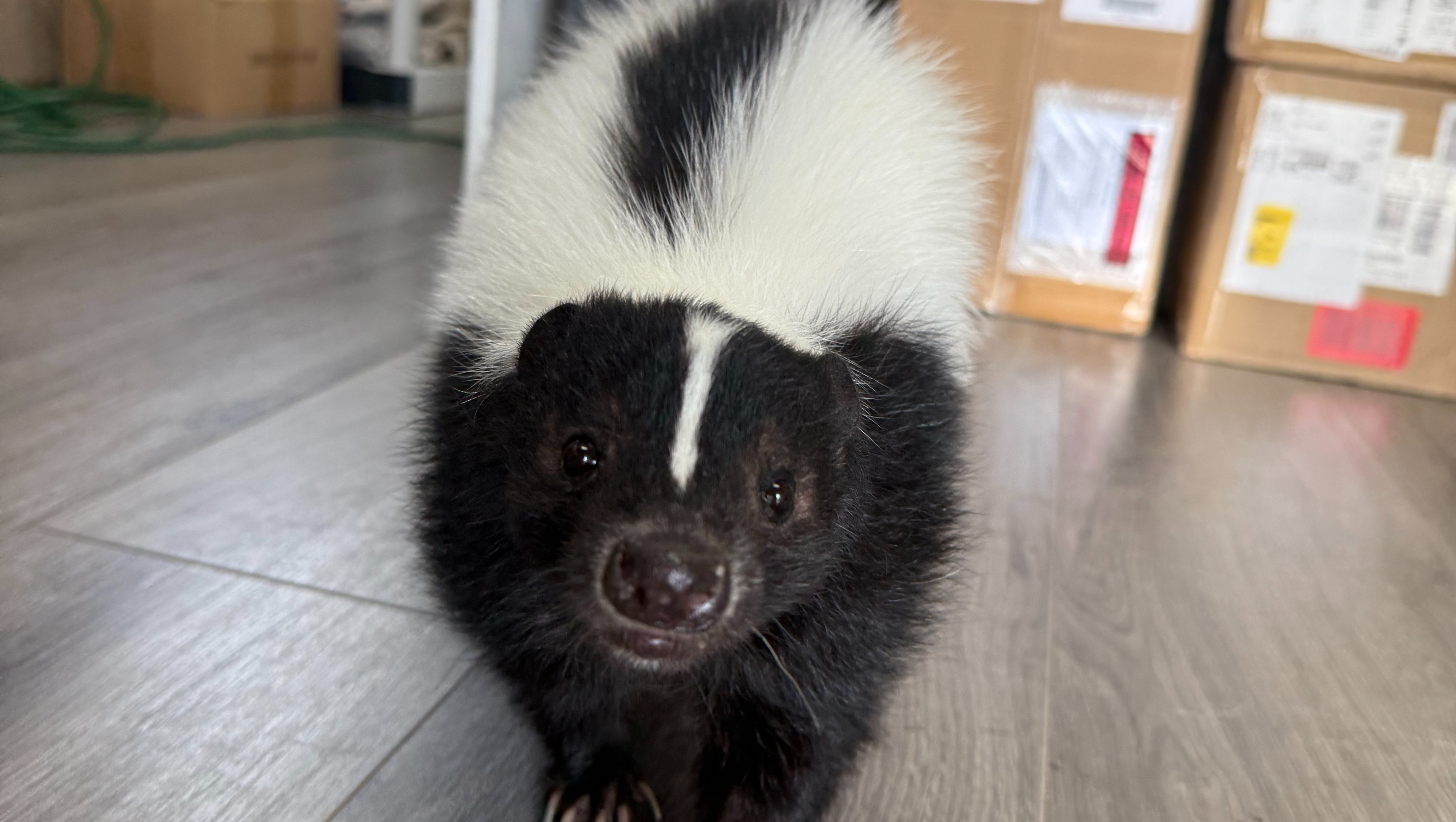 Fundraiser by Joscelyn Poll : Urgent help needed for skunks’ vet treatment ️‍