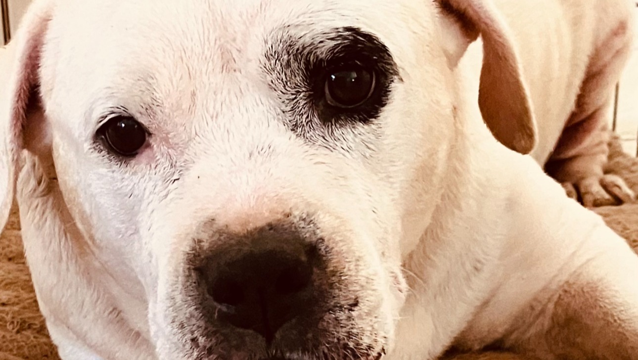 Fundraiser for Ana Pitt by Lisa Parker : Aid Bella's Healing After ...