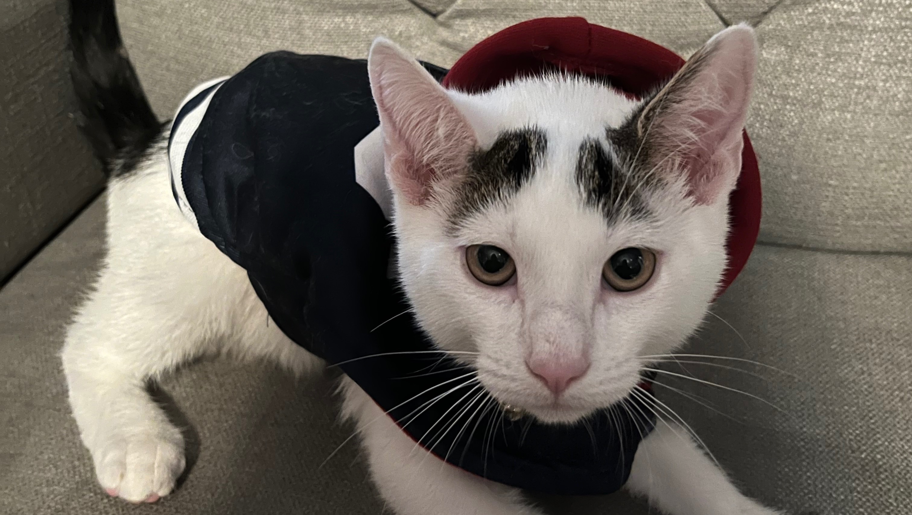 Fundraiser by Jennifer Perez : Support Asher's Journey to a Pain-Free Life