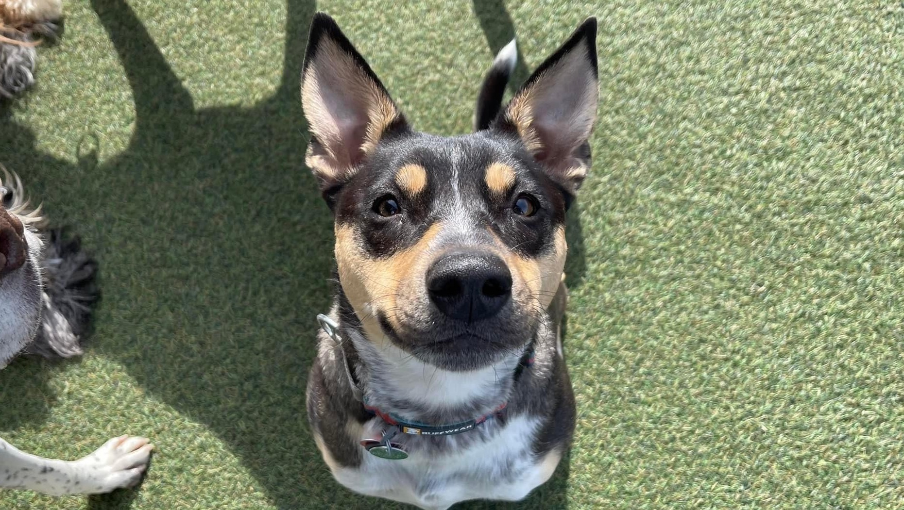 Fundraiser by Evan Varney : Support Our Pup's Urgent Medical Needs