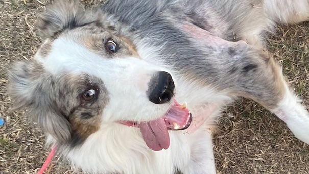 Fundraiser for Taylor Foltz by Becky Fehrm : Support Raiden's Emergency ...