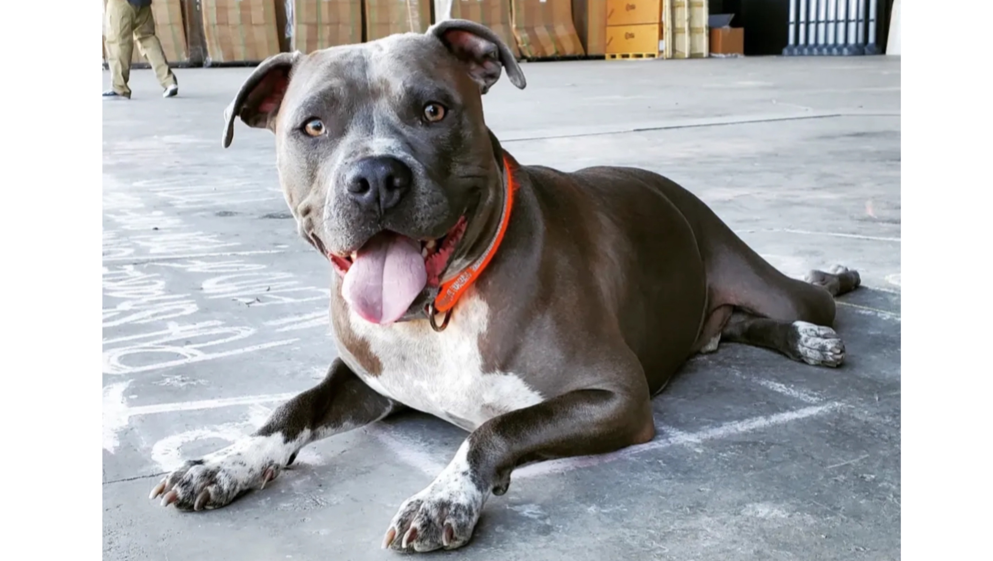 Fundraiser for Sam Cohee by Dizzy Salazar : Aid in Rudi's Recovery ...