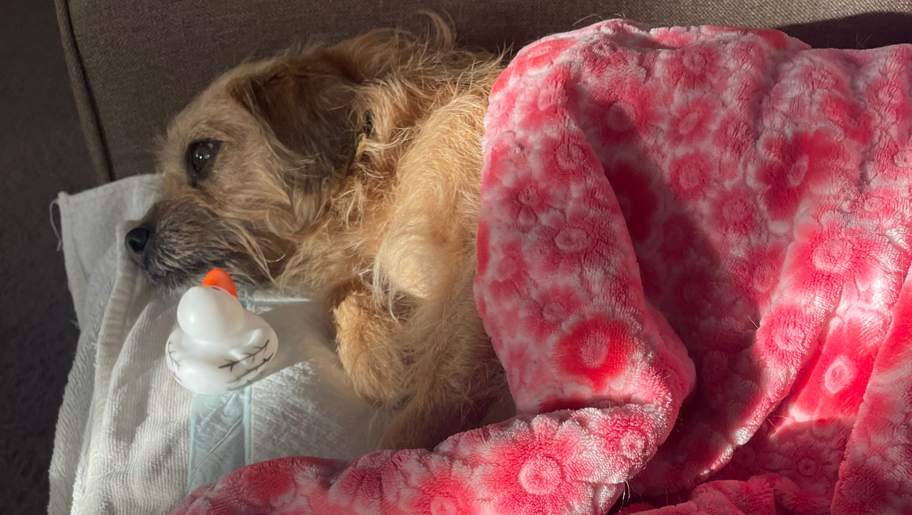 Fundraiser by Debi Chilson : Help Tanya's Dog Bernice Get Life-Saving ...