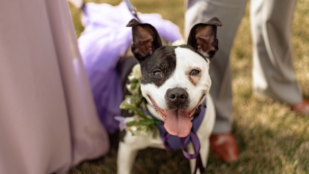 Fundraiser by Katie Regan : Support Tilly's Surgery and Recovery