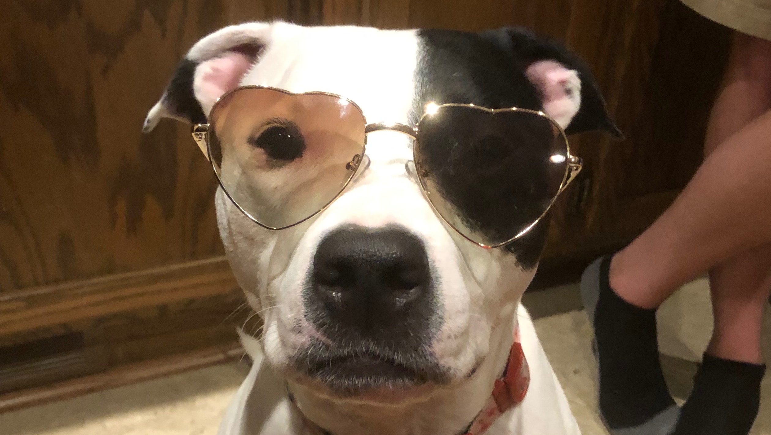 Fundraiser by Jared Persons : Support Pippa's ACL Surgery Recovery