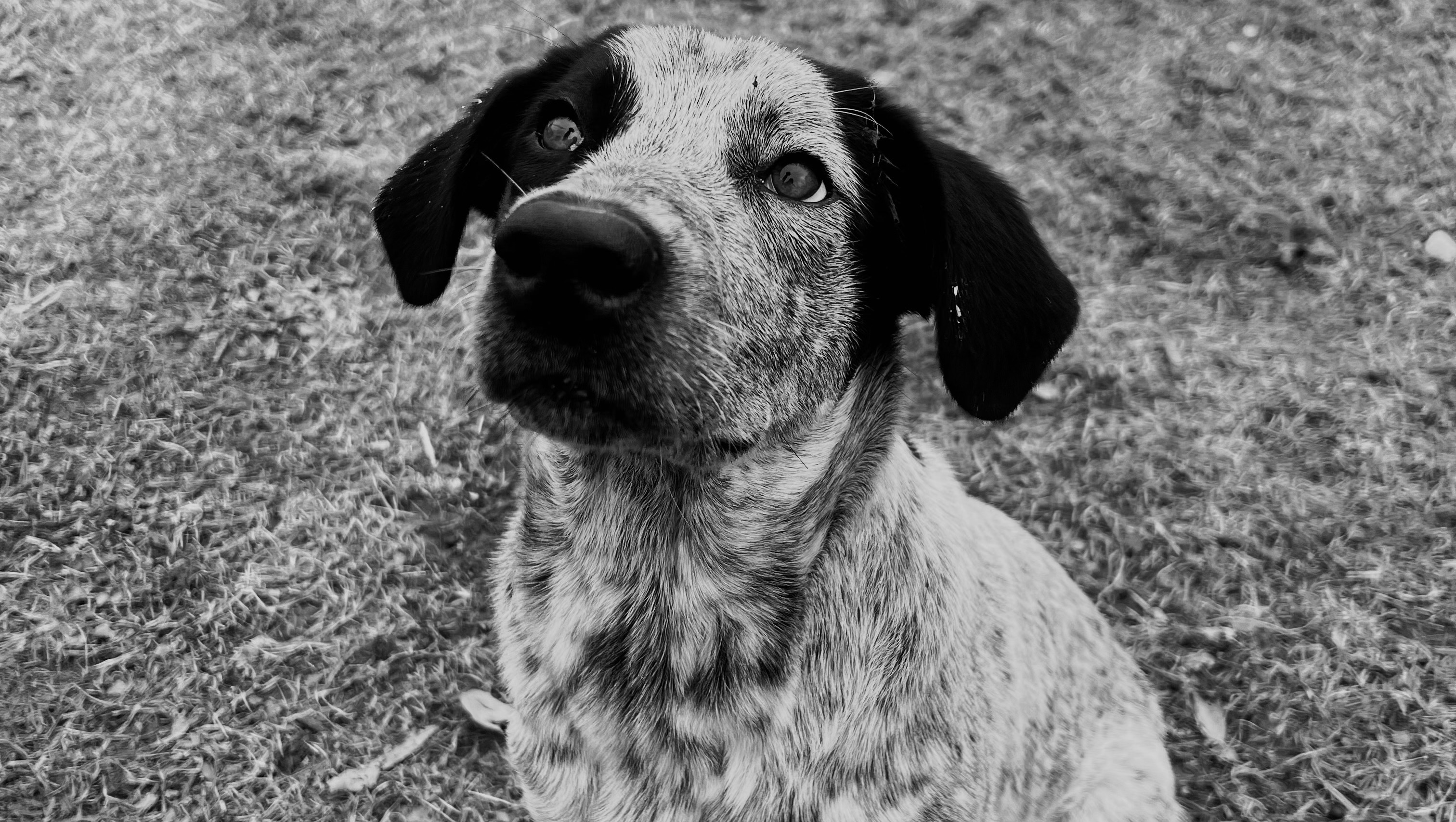 Fundraiser by Danielle Reynard : Support Hazy's Emergency Surgery