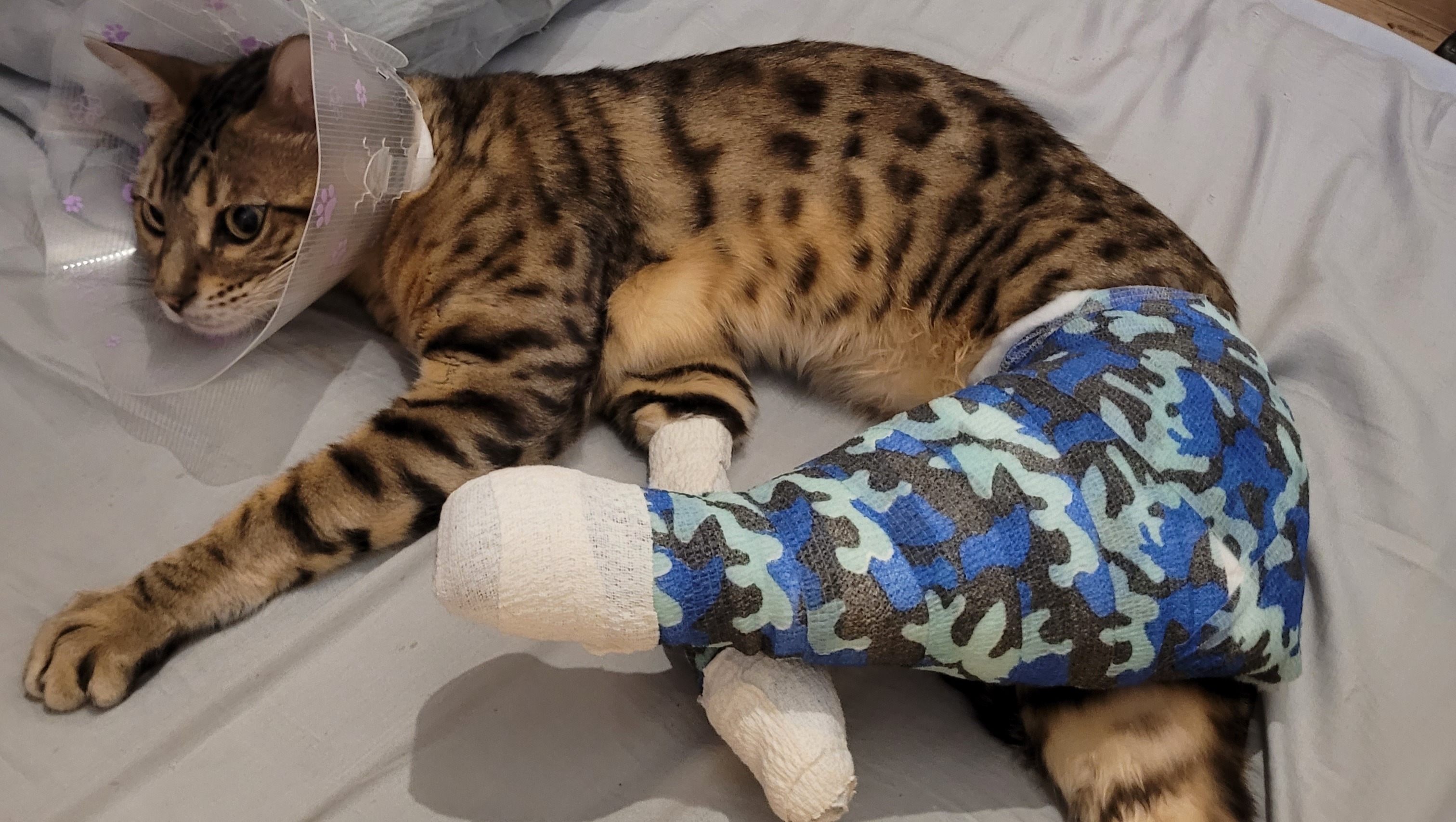 Fundraiser by Caelan Esch : Help my young cat Taz walk again