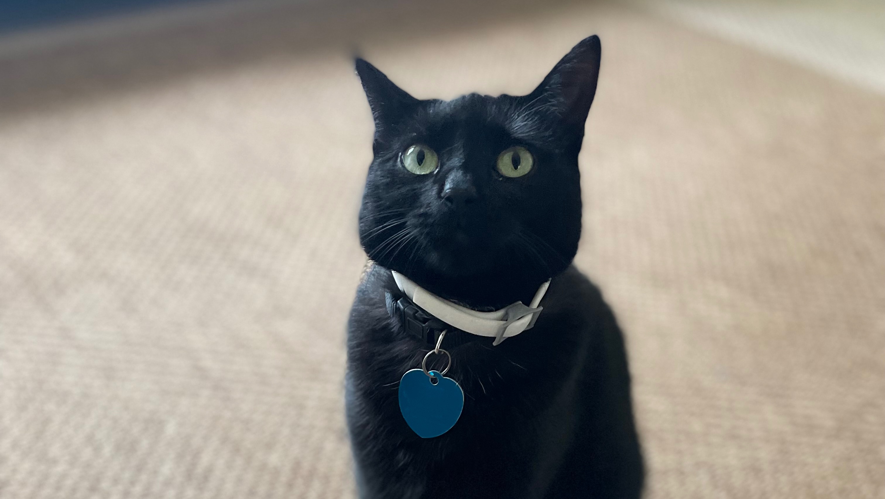 Fundraiser by Alisha Gomes : Urgent Help Needed for Alisha's Cat Surgery