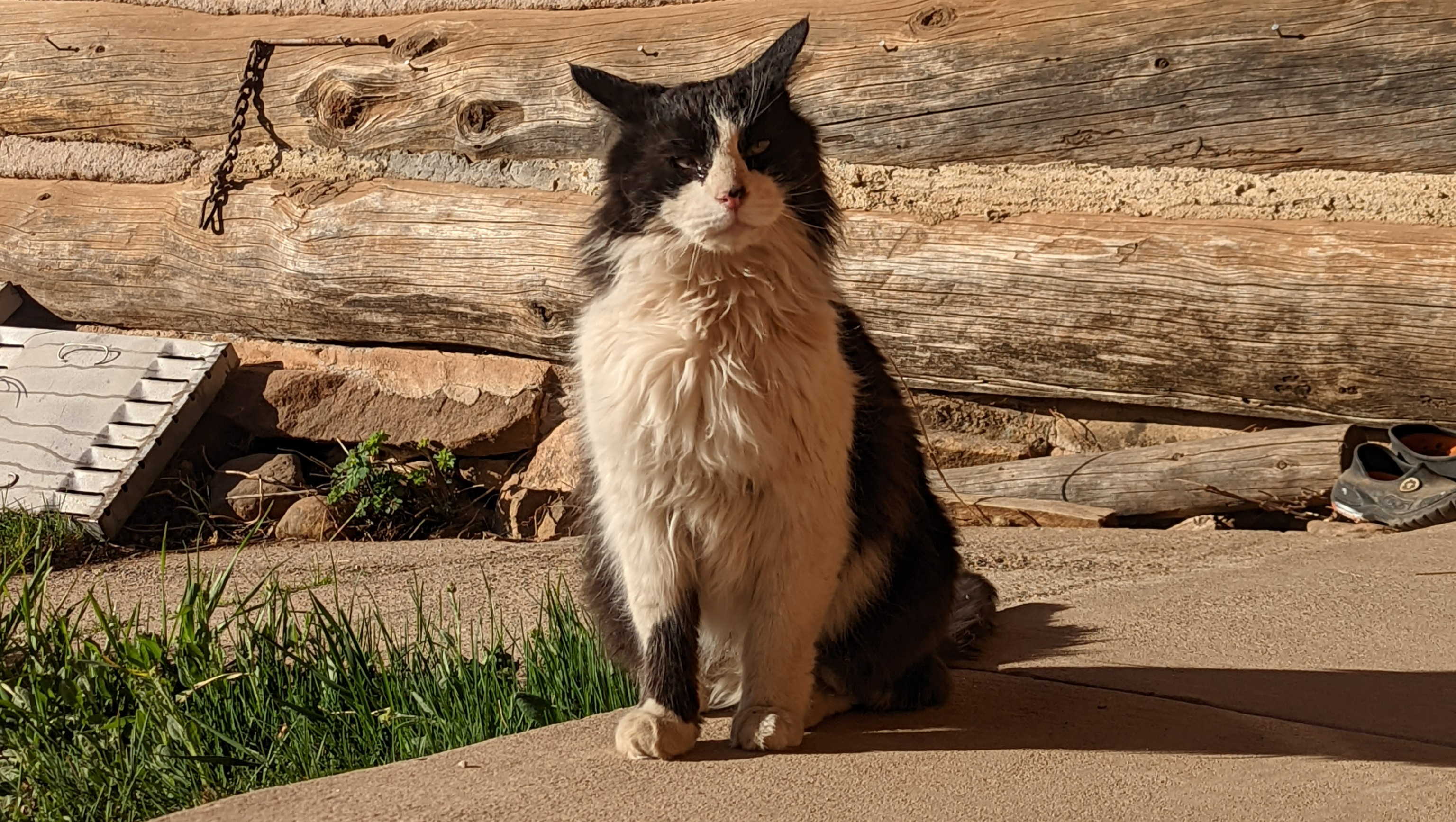 Fundraiser by Cass Landrum : Help Talus: Cover His Vet Bills