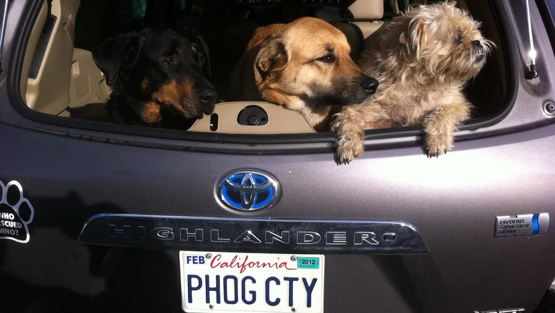 Fundraiser by Allyson Weekes : Donate to Honor Kevin Wiley's Love for Dogs