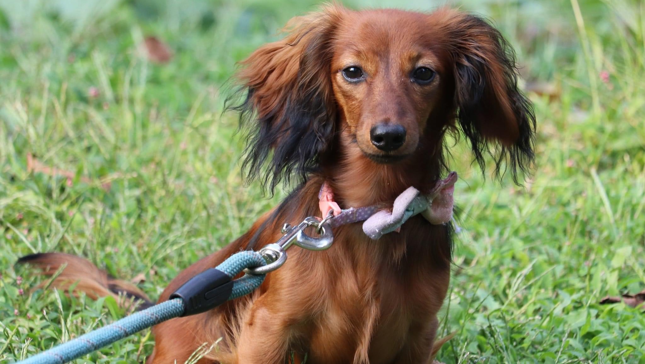 Fundraiser by Taylor Goodrum : Support Shiva's Emergency Vet Care