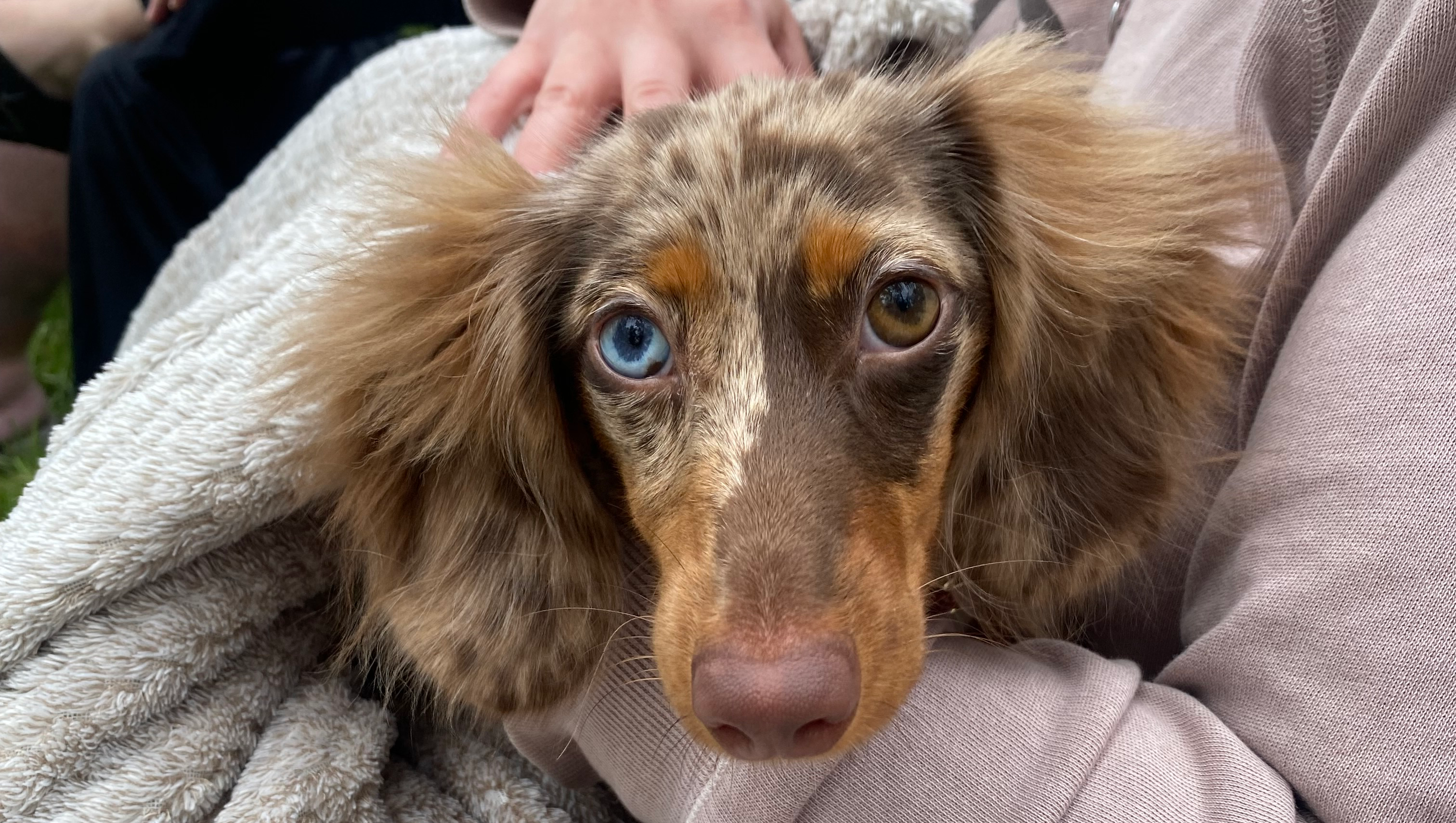 Fundraiser by Deserae Harris : Support Lady Bug's Life-Saving Surgery