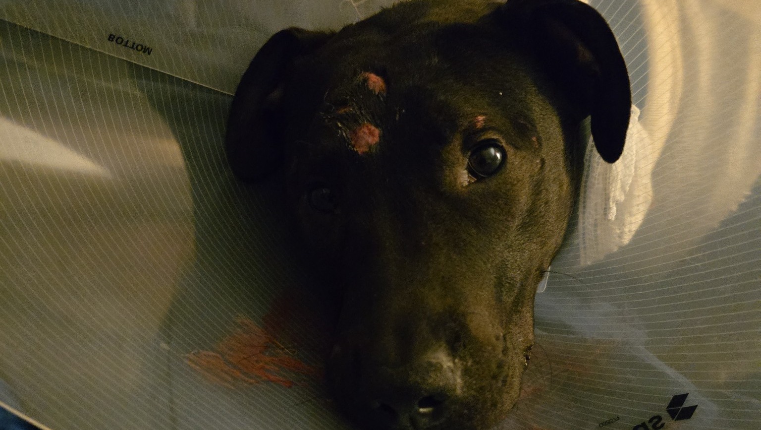 Fundraiser by Myranda Rose : Help with Duke's final costs