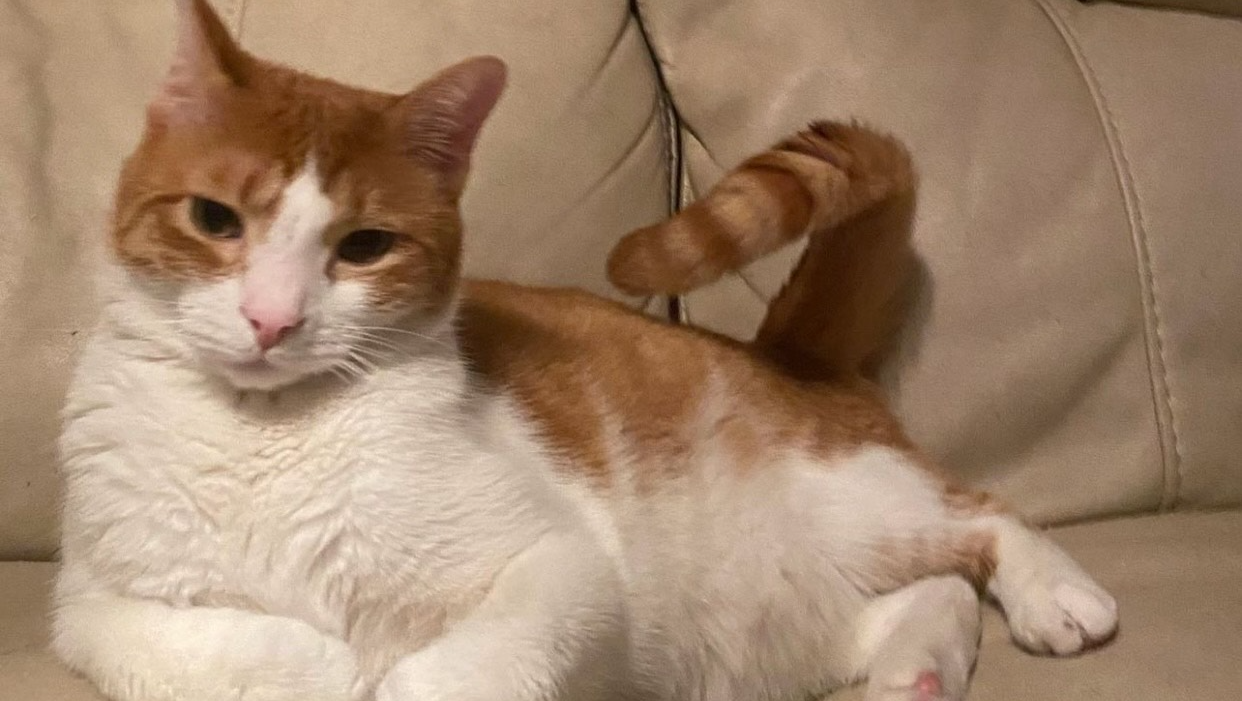 Fundraiser by J Dibler : Help Garfield Get Life-Saving Surgery