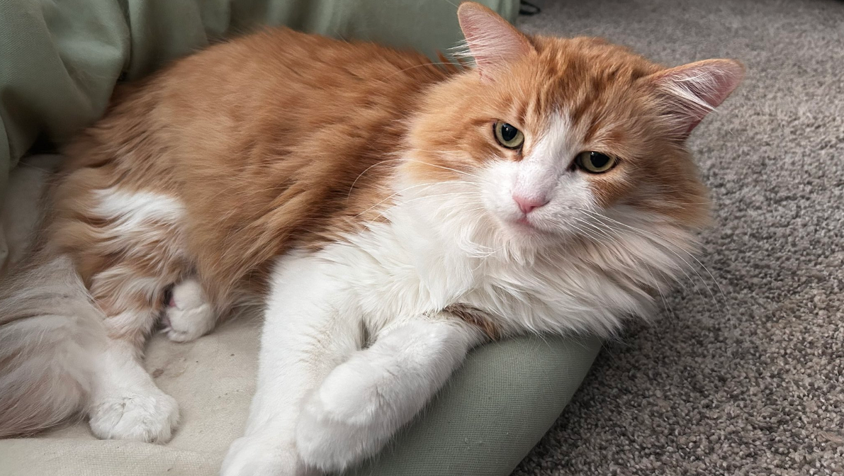 Fundraiser by Morgan Kirkpatrick : Help Us Find Our Stolen Cat, Cheddar