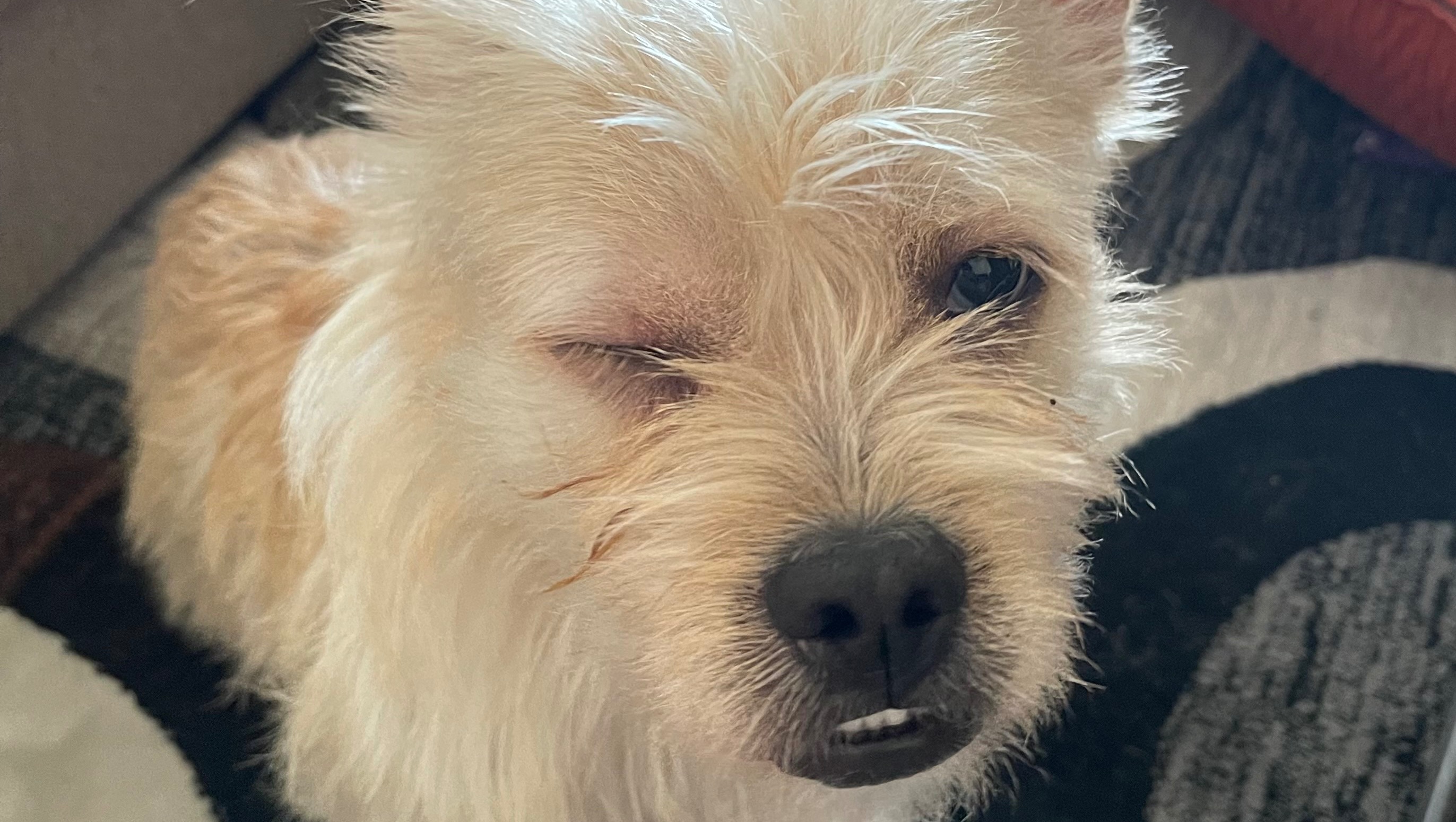 Fundraiser by Danielle Krueger : Urgent Surgery for Chuy's Vision ...