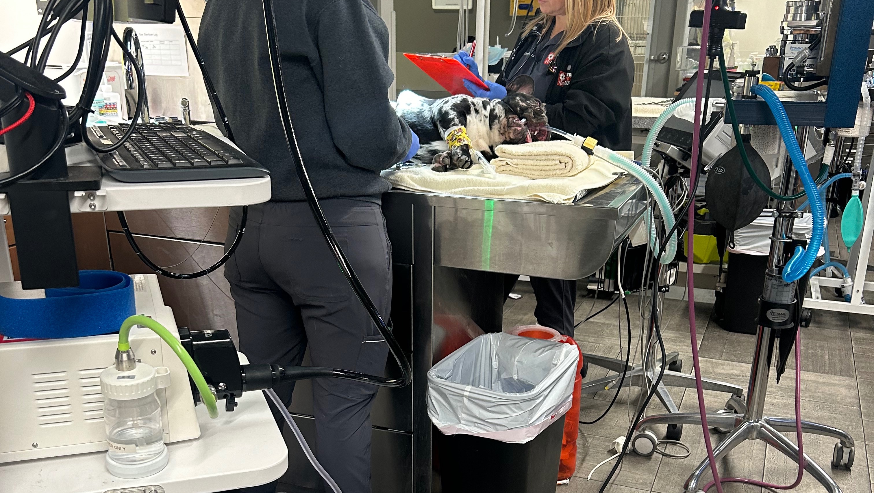 Fundraiser by Nicole Gabel : Support Oreo's Life-Saving Surgery