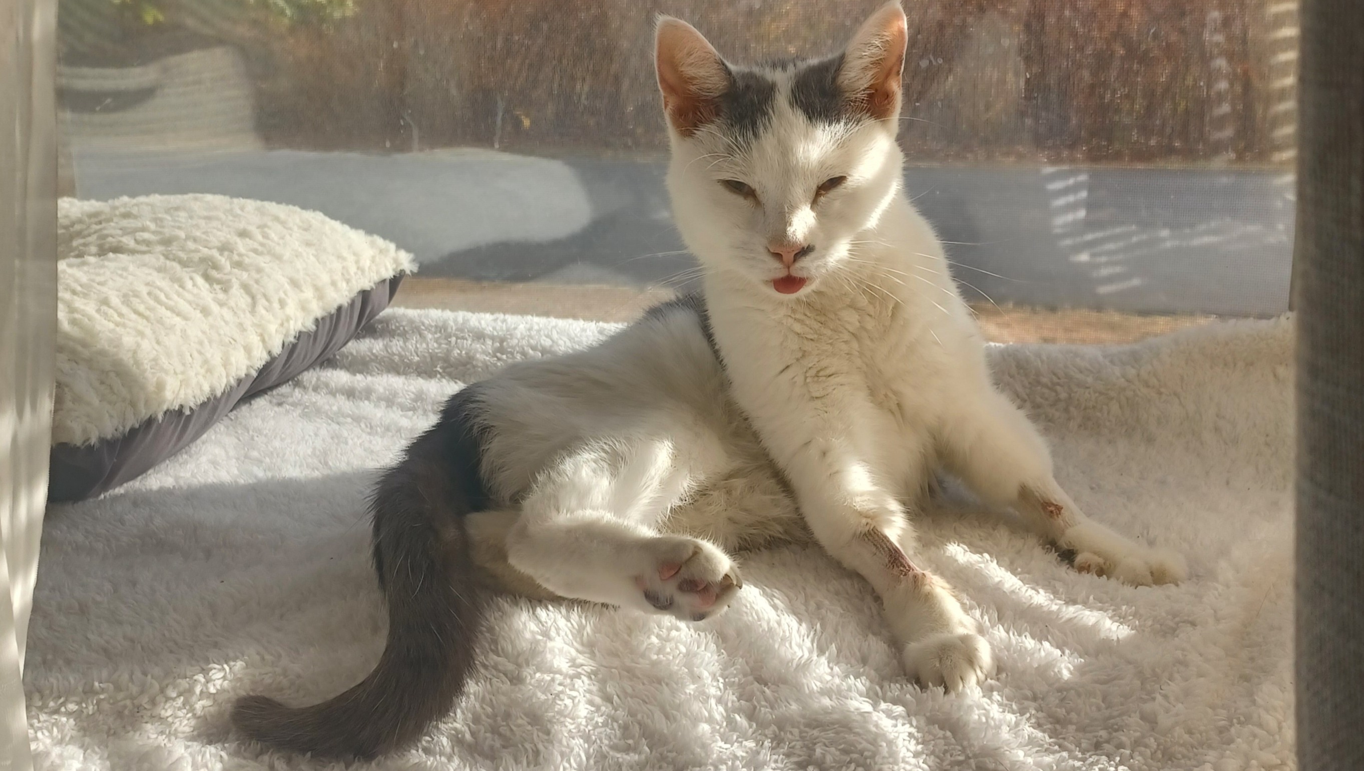 Fundraiser by Jessica Himmel : Help Support Sweet Sid's Lifesaving Treatment