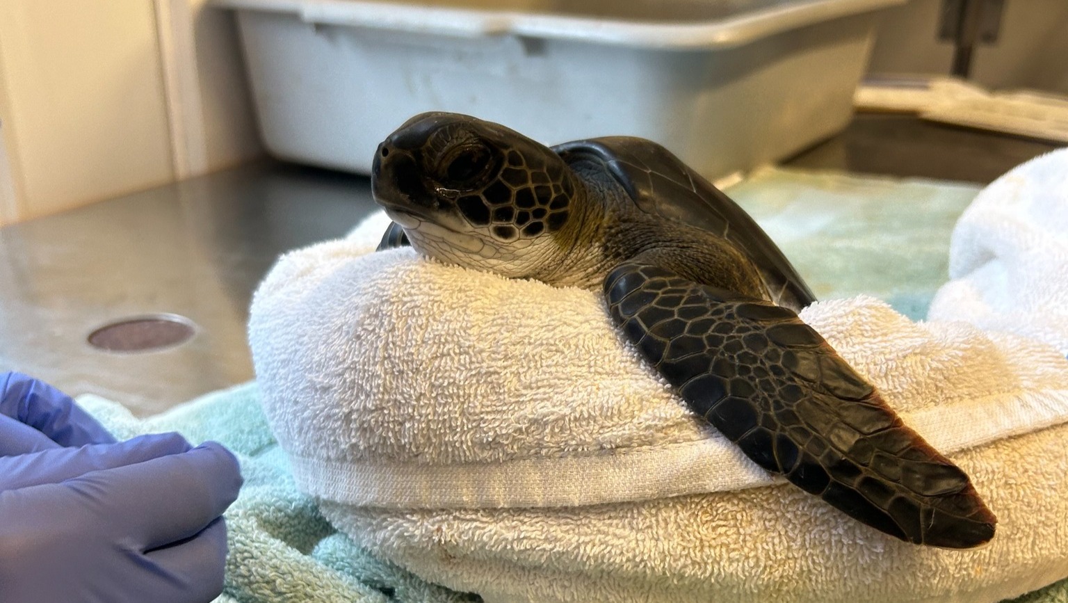 Fundraiser by Cypress Rudloe : Support Aggie's Journey to Full Health