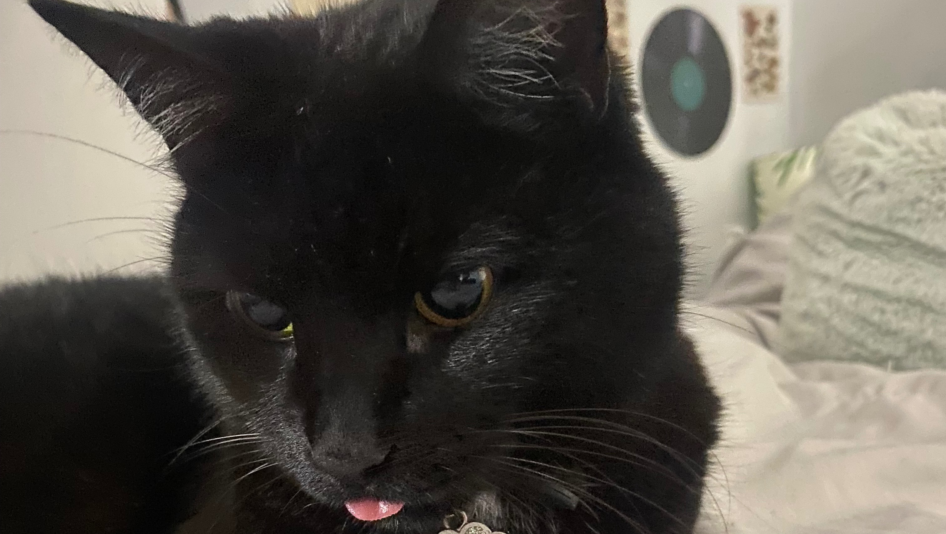 Fundraiser by Olivia Hooper : Tilly’s Emergency Care