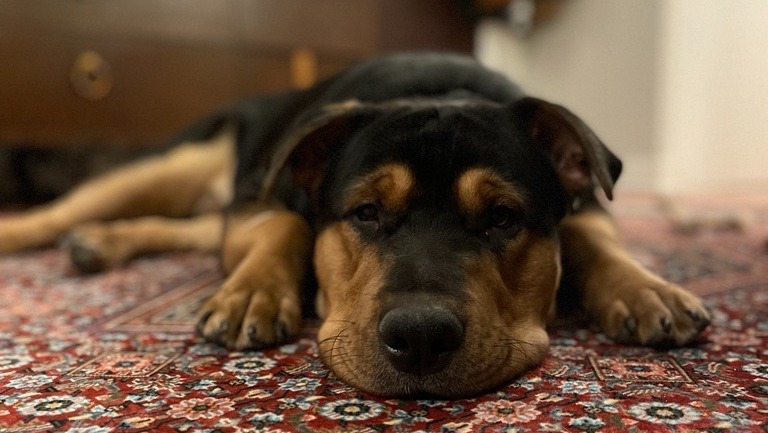 Fundraiser for Chad Spalding by Tess Reilly : Support for Buehrle's ...