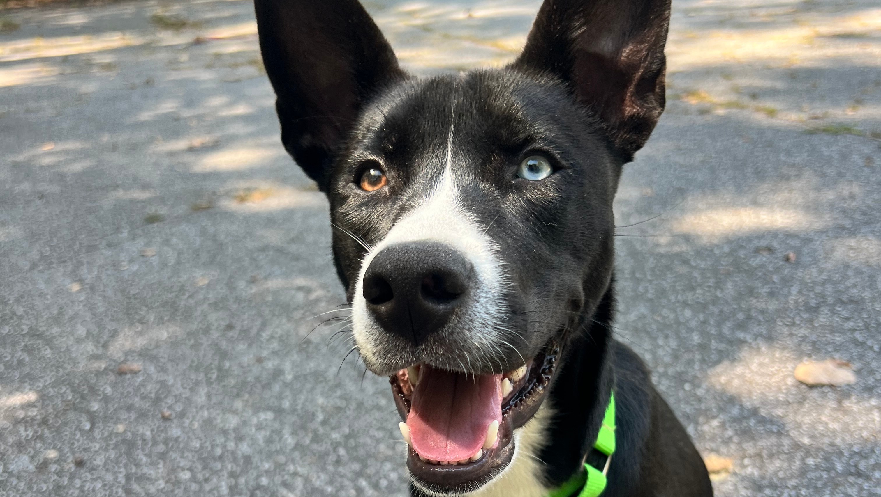 Fundraiser by Allie Chapman : Support Dixie's Journey to a Forever Home