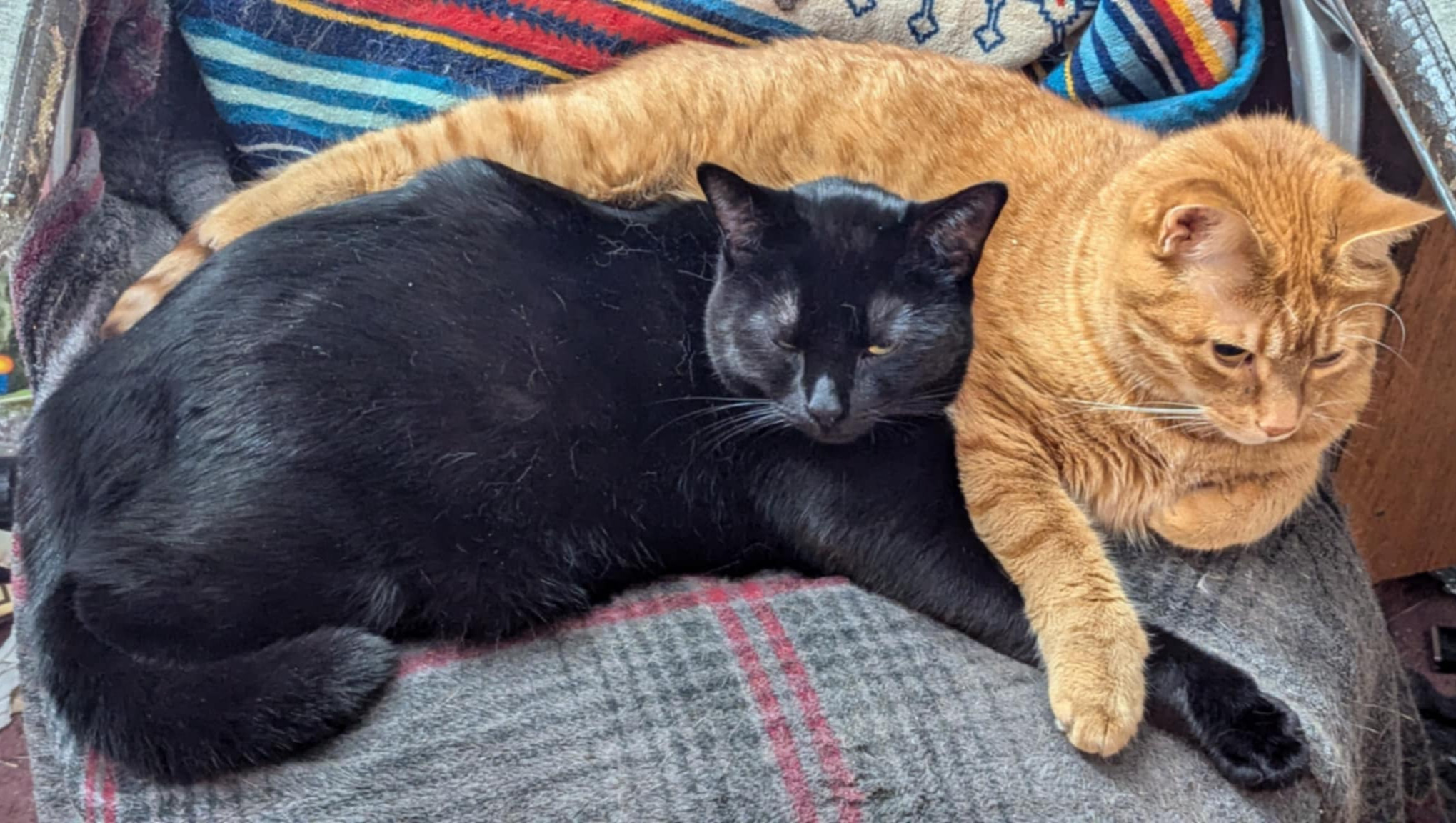 Fundraiser for Matthew Doney by Terri Doney : Save Our Cats and Us From ...