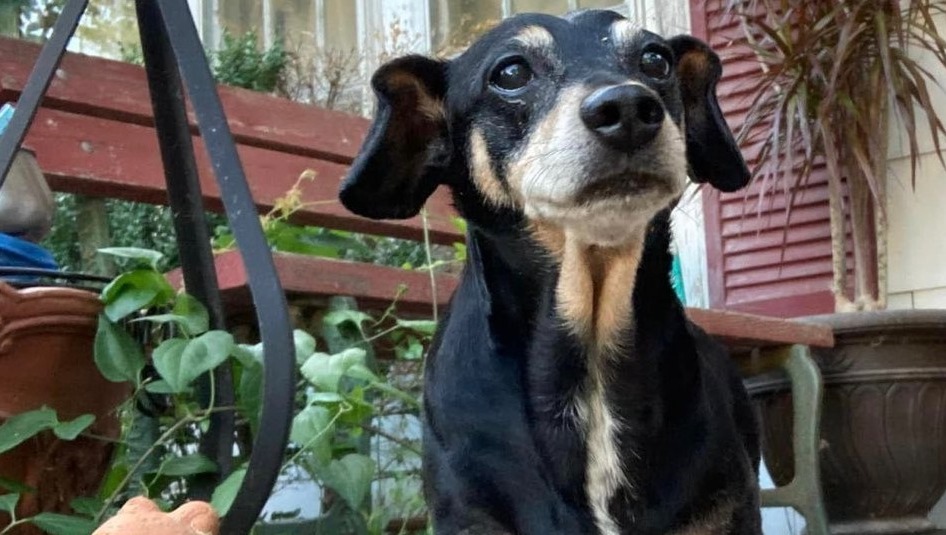 Fundraiser by Kerry Patterson : Help Shamus Get Life-Saving Surgery