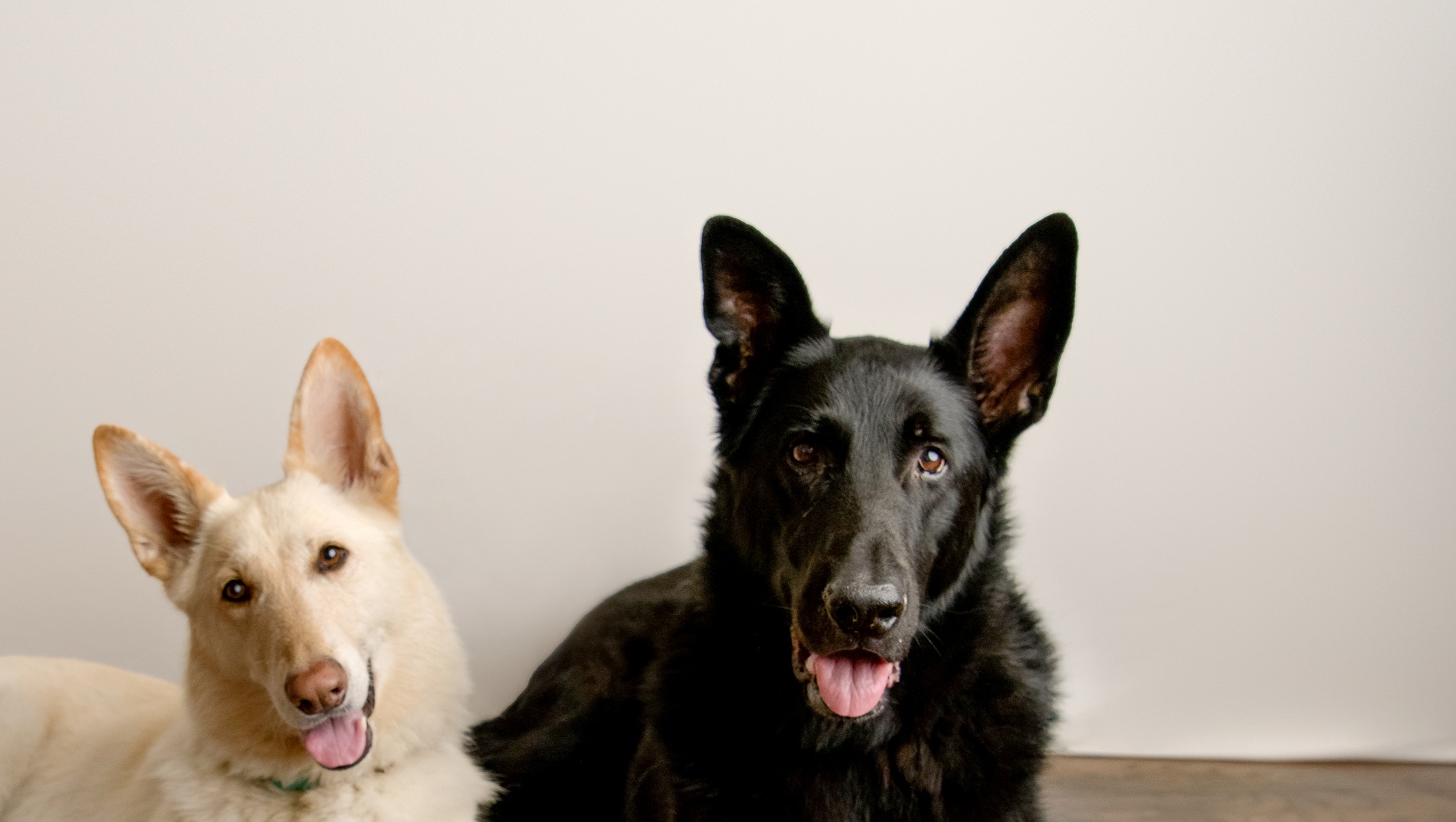 Fundraiser by Laura Ketcham : Help Atlas Find Peace in His Final Days