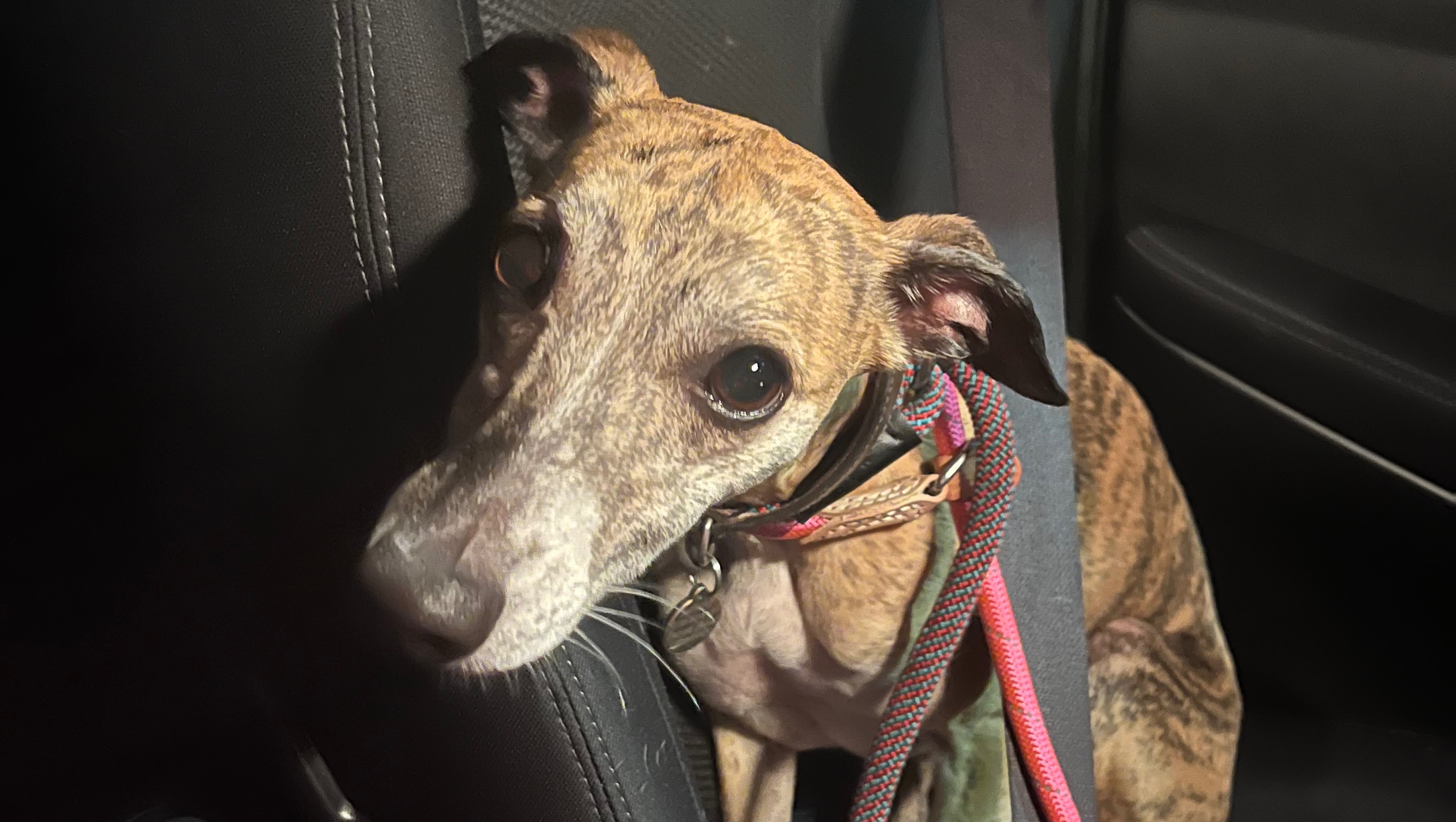 Fundraiser by Laura Parks : The lost dog trapping team