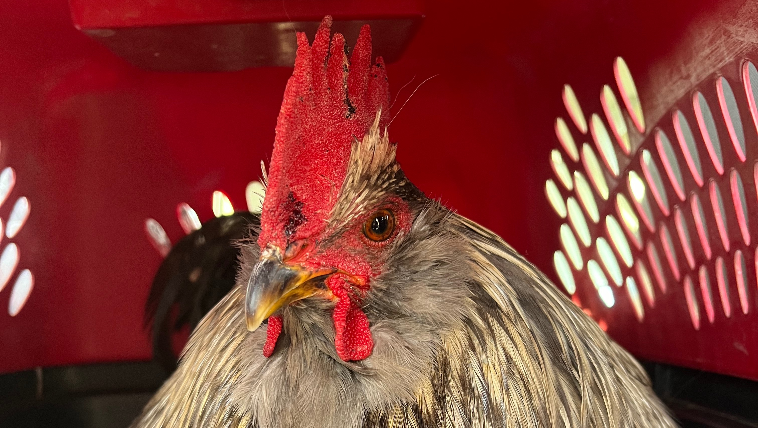 Fundraiser by Cari Clift : Support a Safe Journey for Our Rescued Rooster