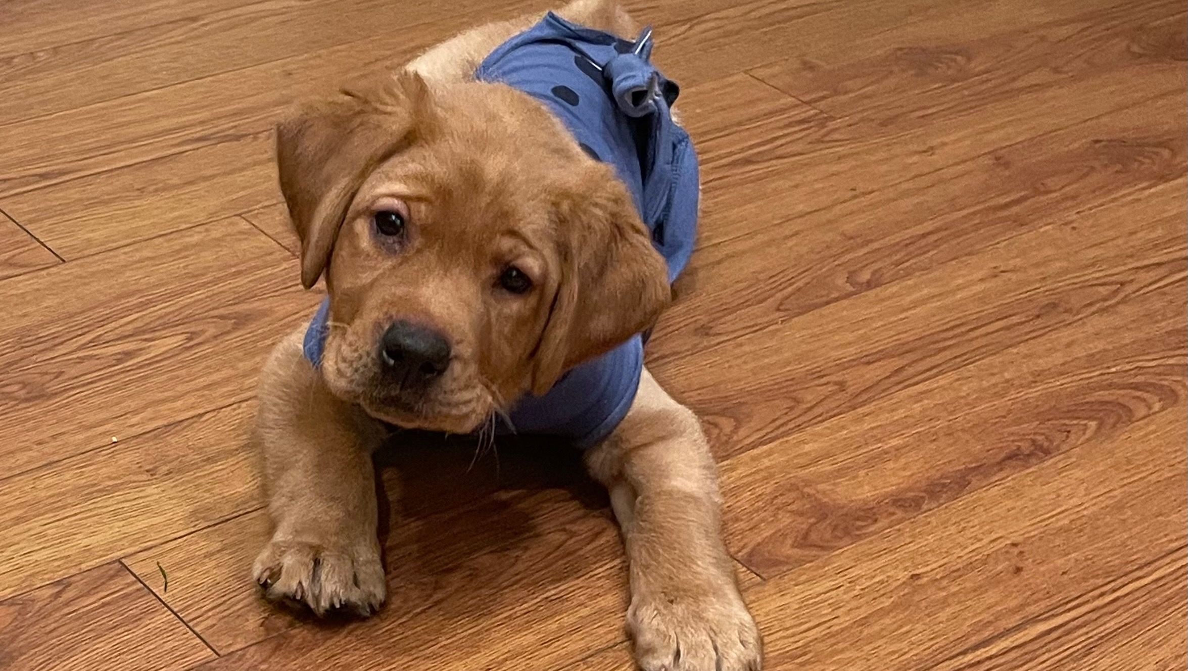 Fundraiser by Julie Summers : Support Noodle's Megaesophagus Treatment