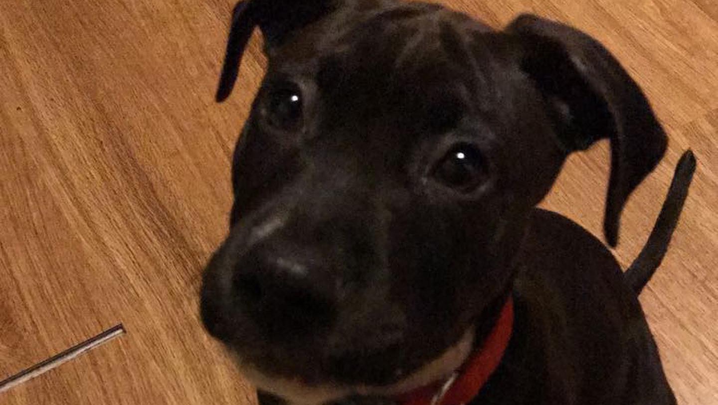 Fundraiser by Brian Pitts : Support Baby J's Fight for Life and Health