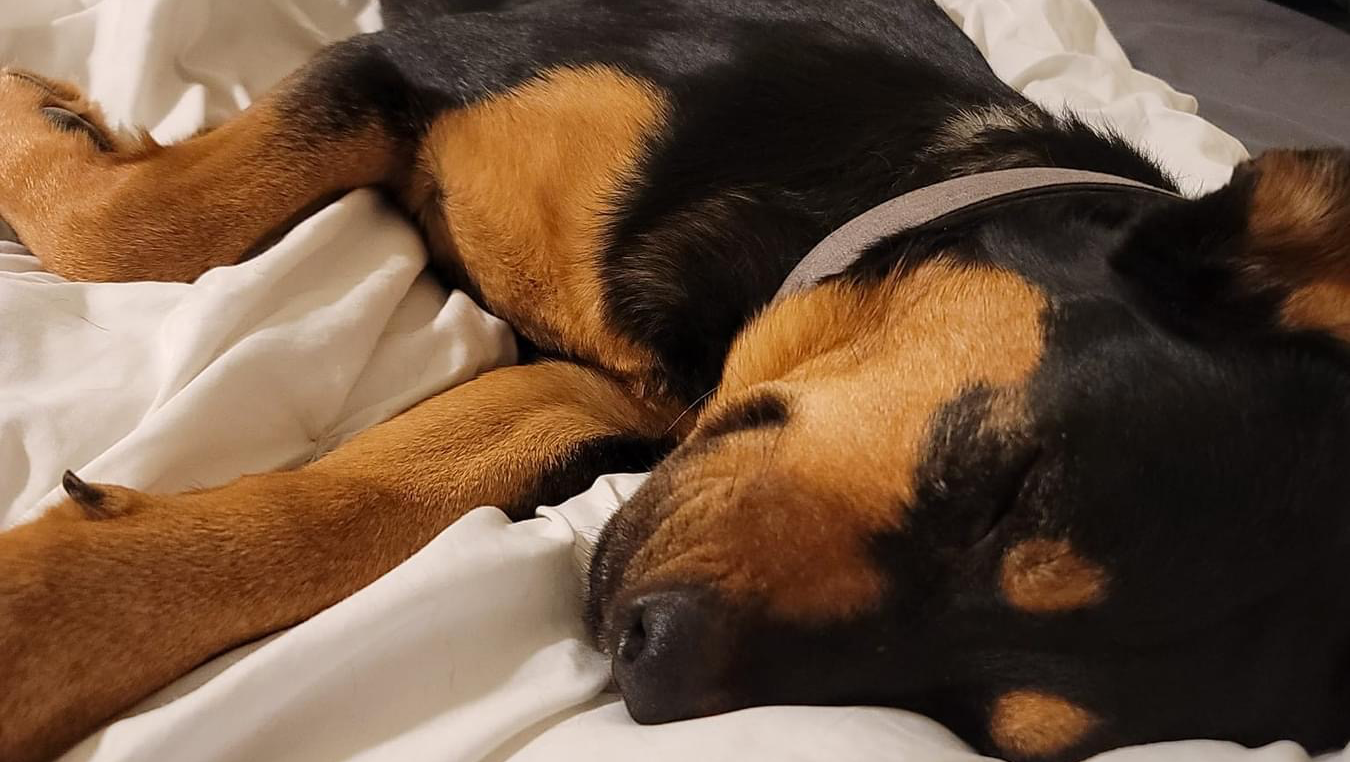 Fundraiser for Travis Mertz by Julia Correll : In Loving Memory of Bella