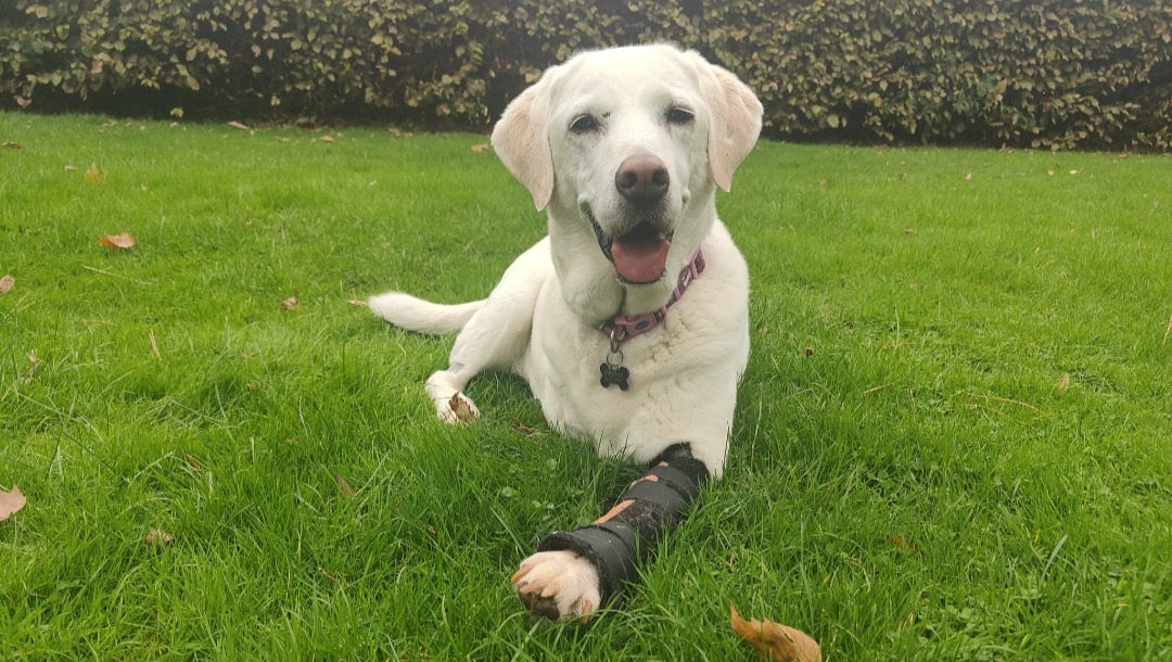 Fundraiser by Animal Support Trust : Sadie's Surgery